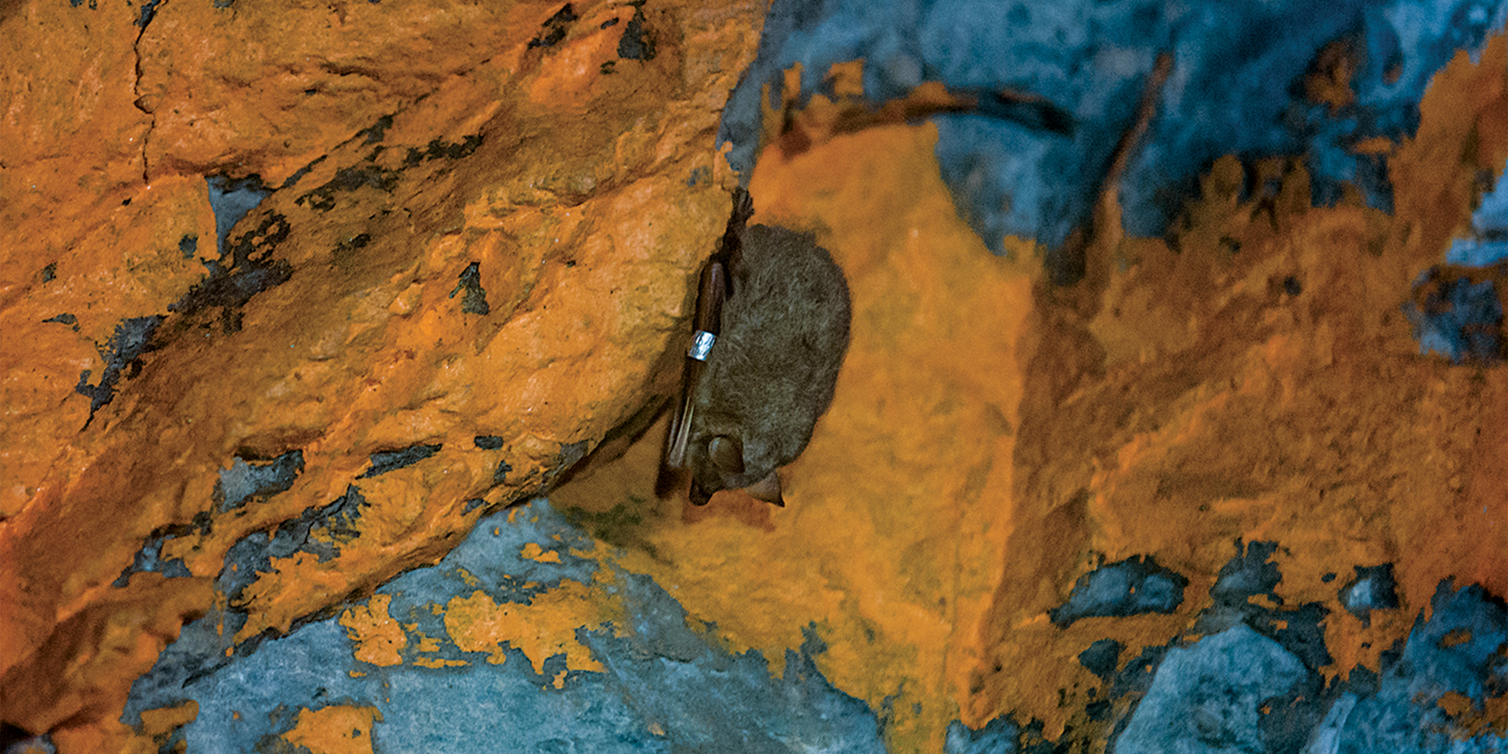 Clemson World Research | Stumphouse Tunnel Sleuths